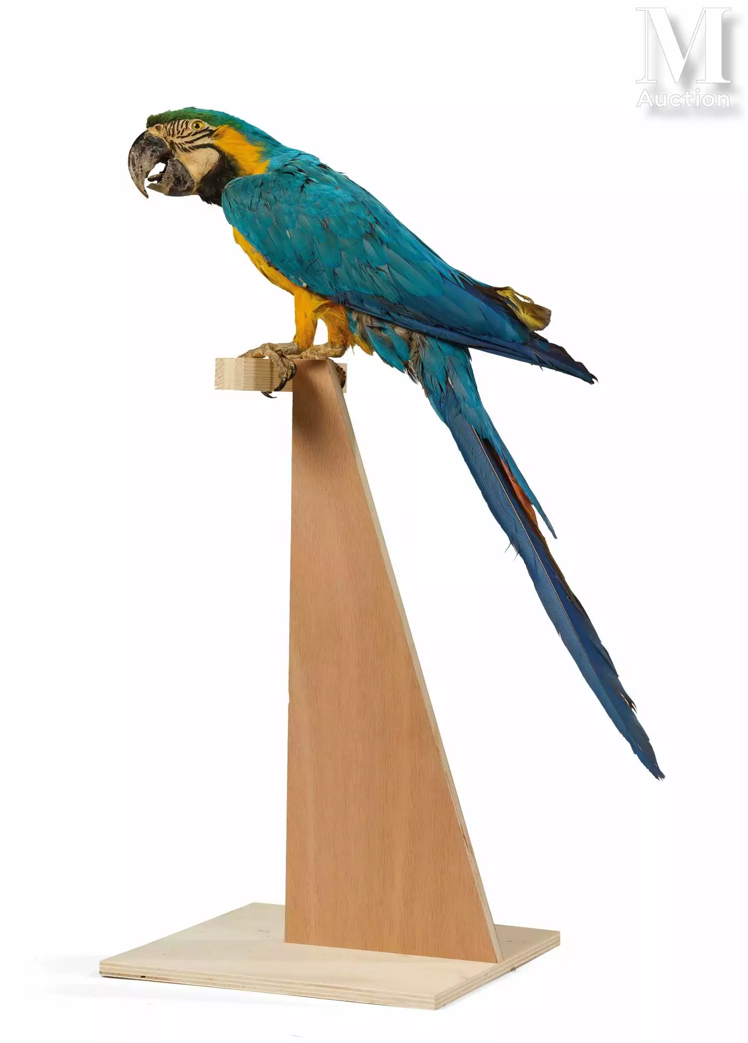 ARA JAUNE ET BLEU - Lot 66 - enchères