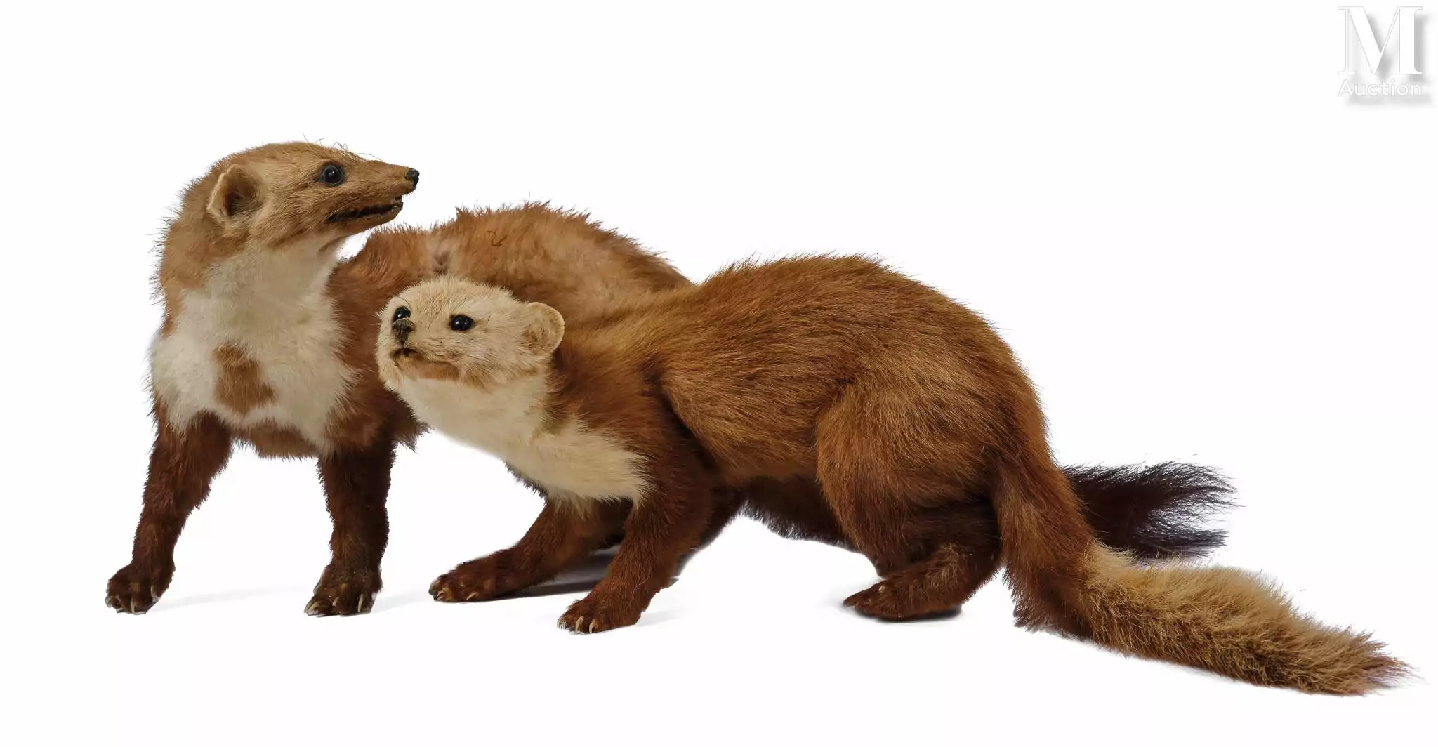 DEUX FOUINES - Lot 31 - enchères