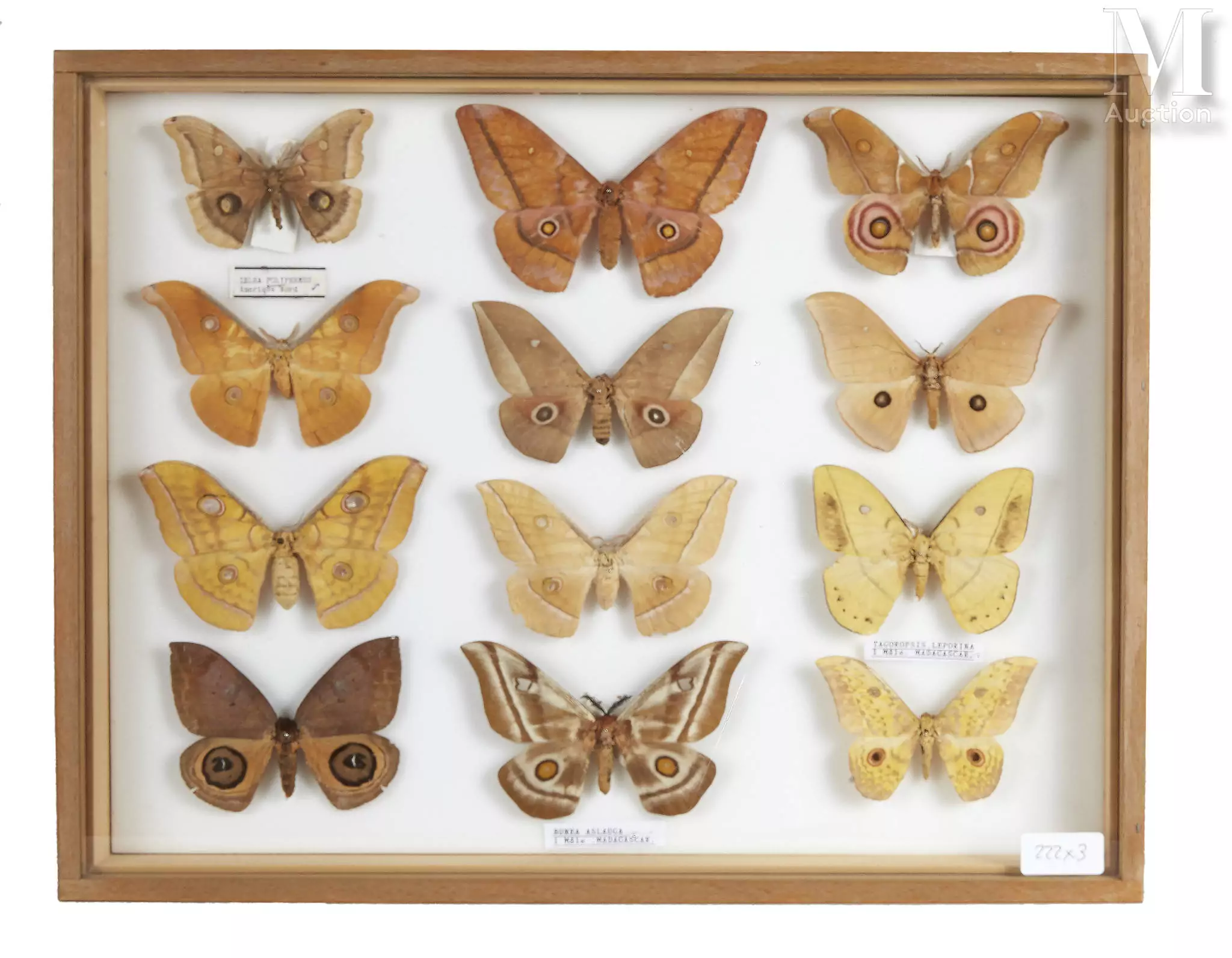 TROIS BOÎTES DE PAPILLONS NOCTURNES - Lot 222 - enchères