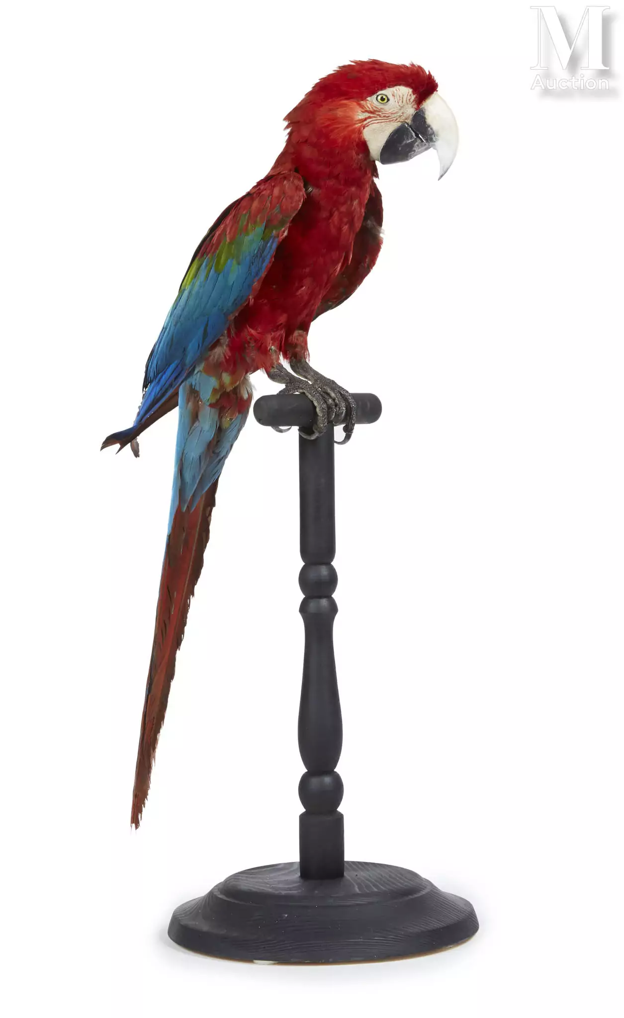 ARA CHLOROPTÈRE - Lot 71 - enchères