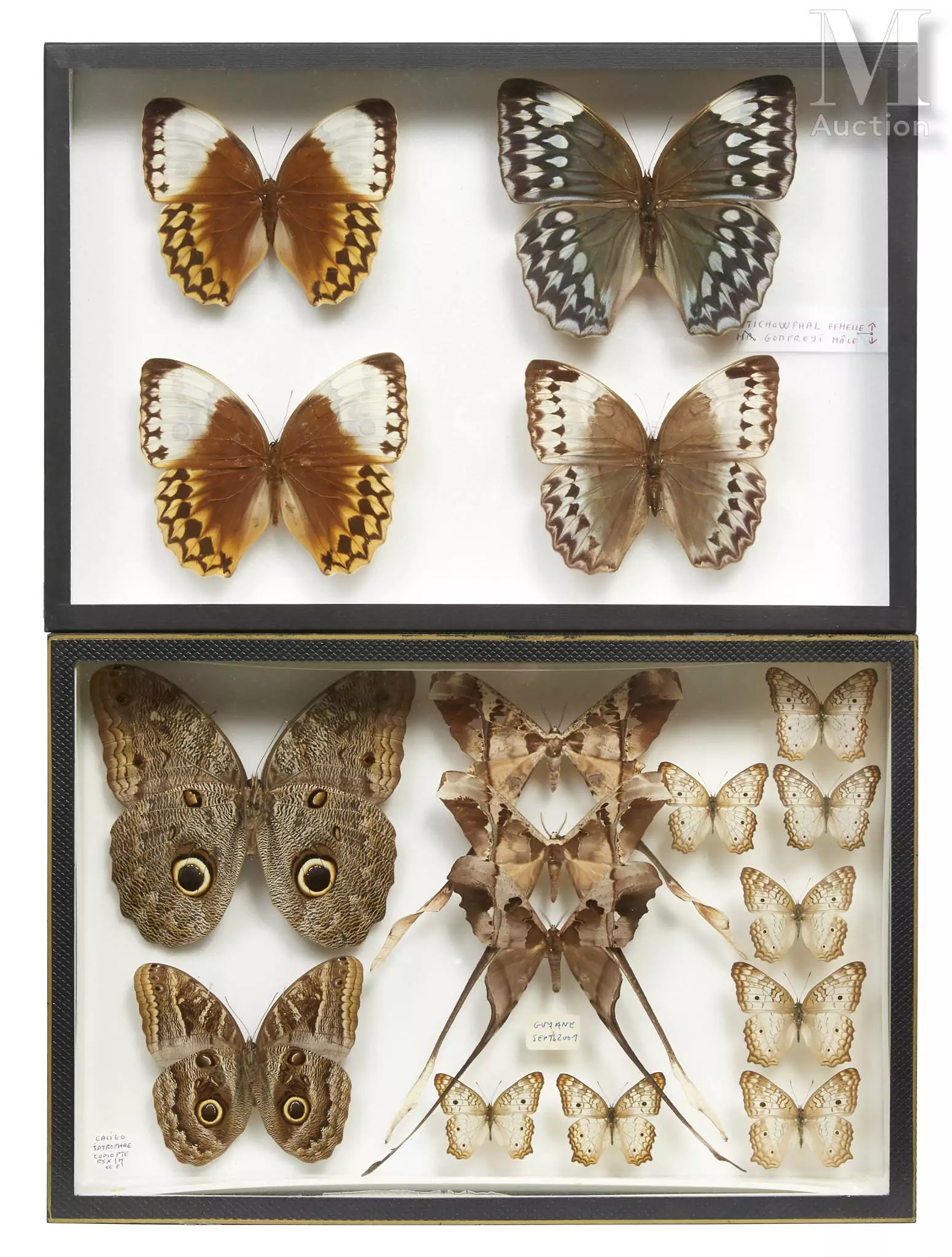 DEUX BOITES DE PAPILLONS - Lot 52 - enchères