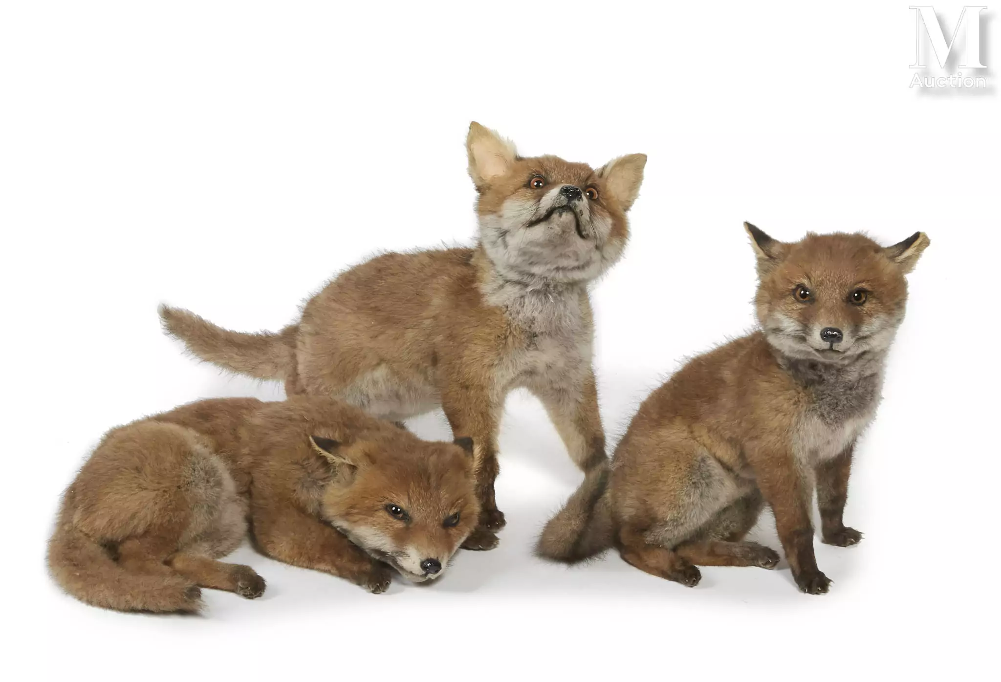 TROIS RENARDEAUX - Lot 147 - enchères