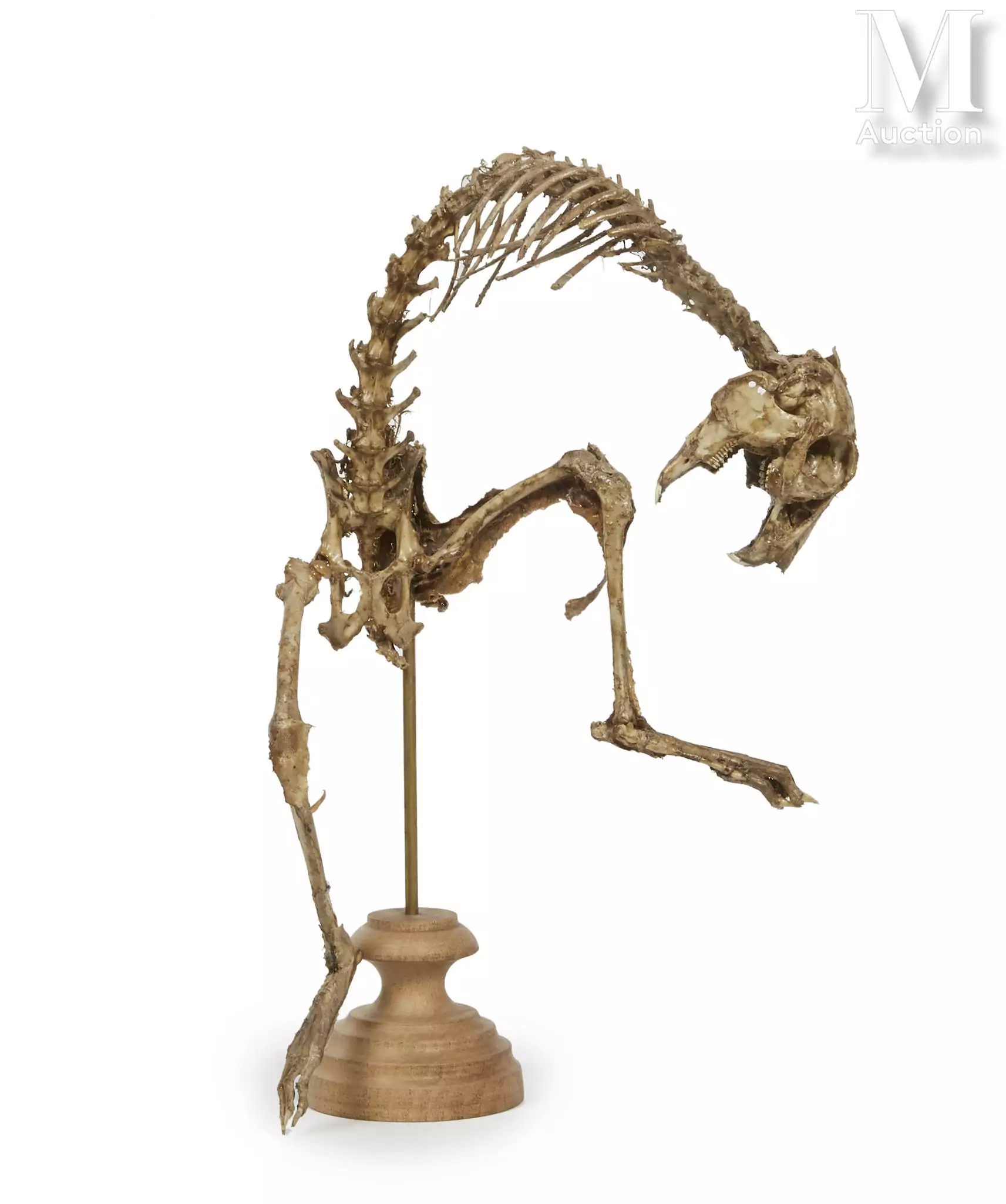 SQUELETTE DE LAPIN - Lot 68 - enchères