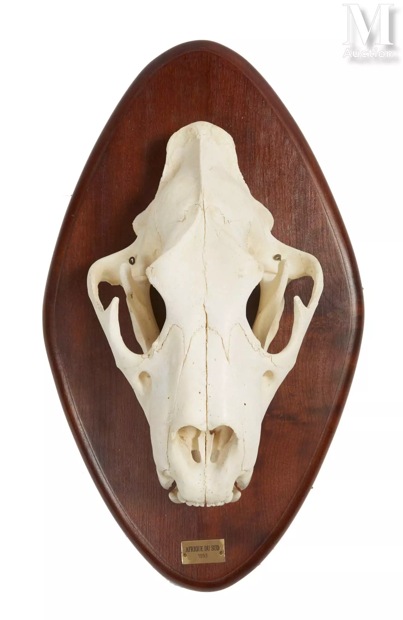 CRÂNE DE LION - Lot 261 - enchères