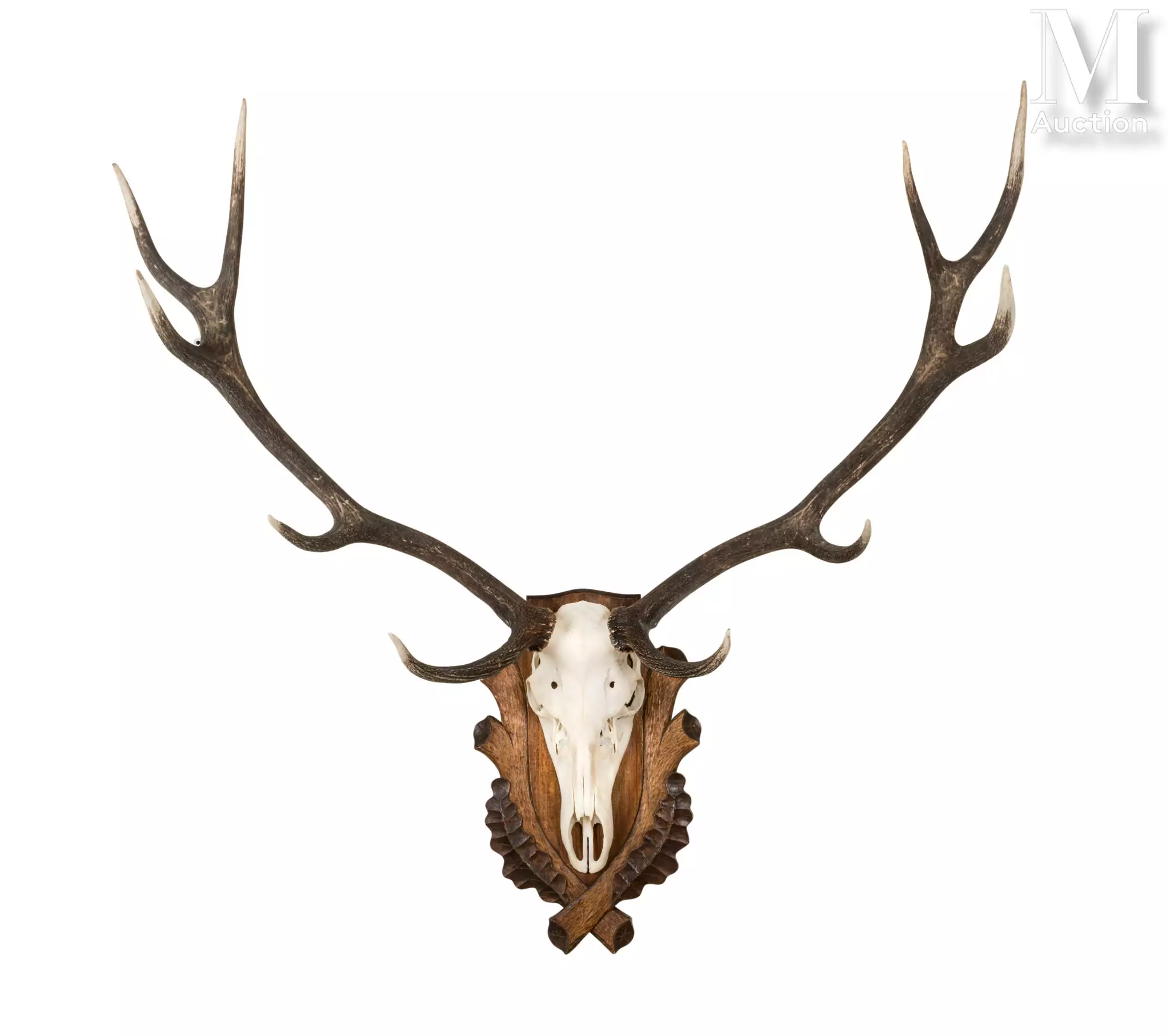 CERF - Lot 445 - enchères