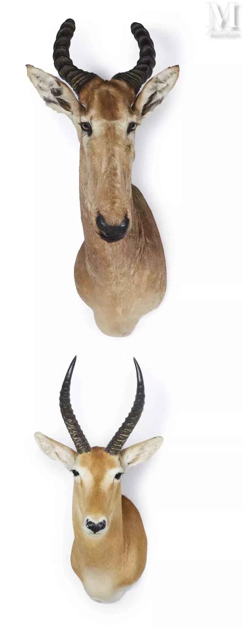 COBE DE BUFFON, BUBALE ROUX - Lot 246 - enchères