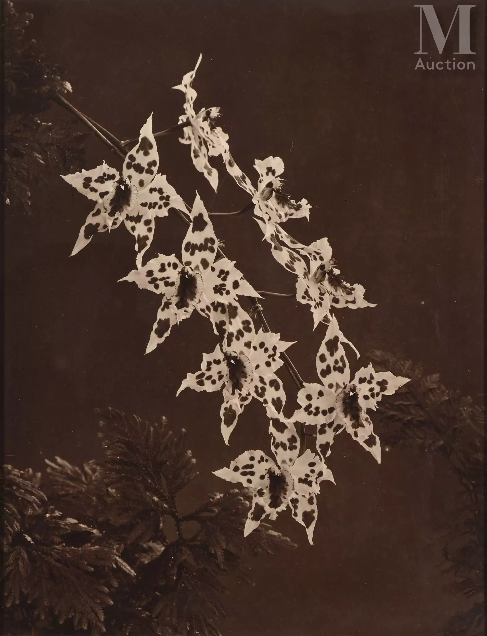 **Henry STEVENS - Lot 94 - enchères