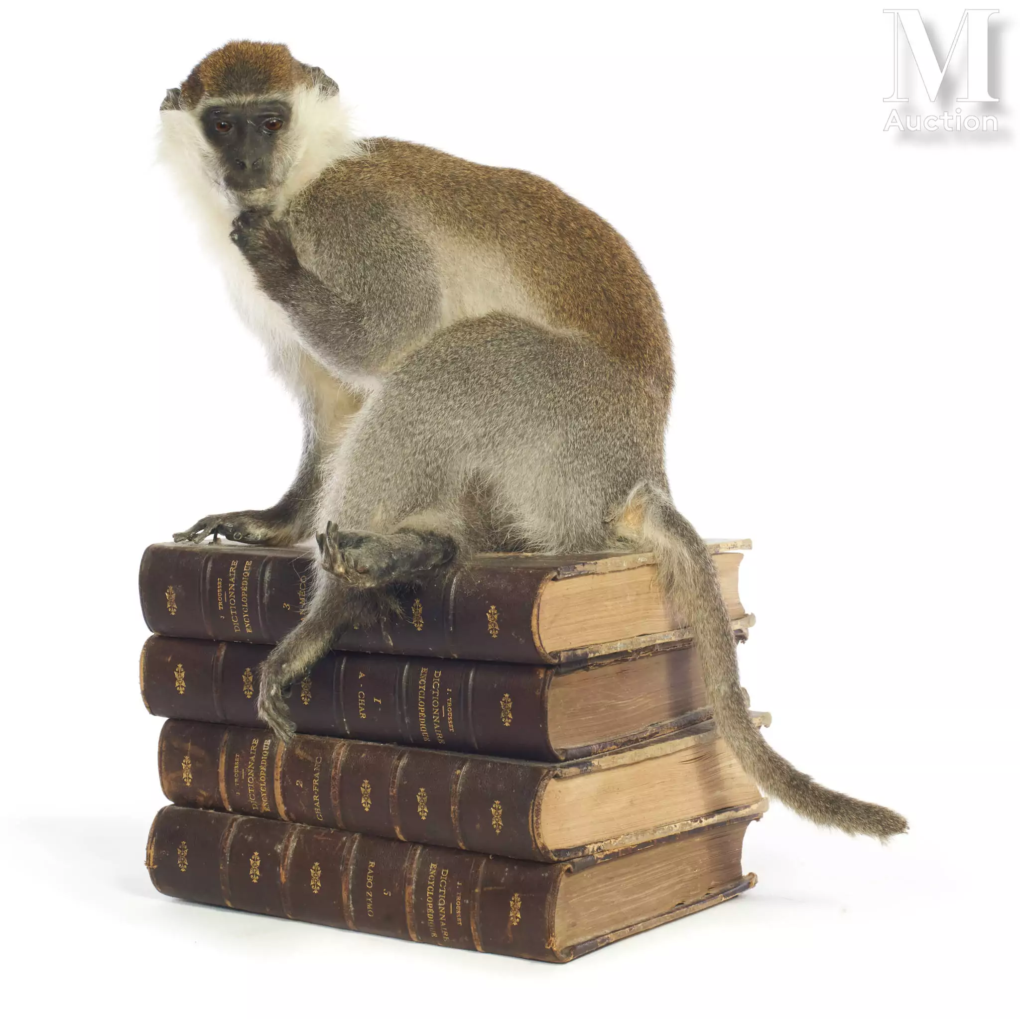 SINGE VERT - Lot 269 - enchères